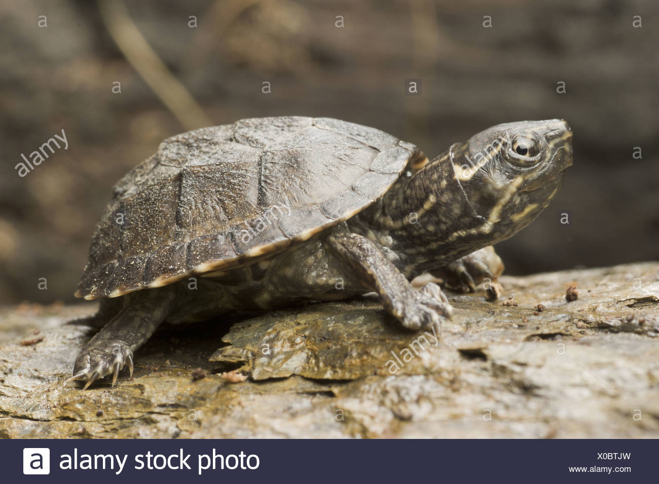 Common Musk Turtles High Resolution Stock Photography and Images - Alamy
