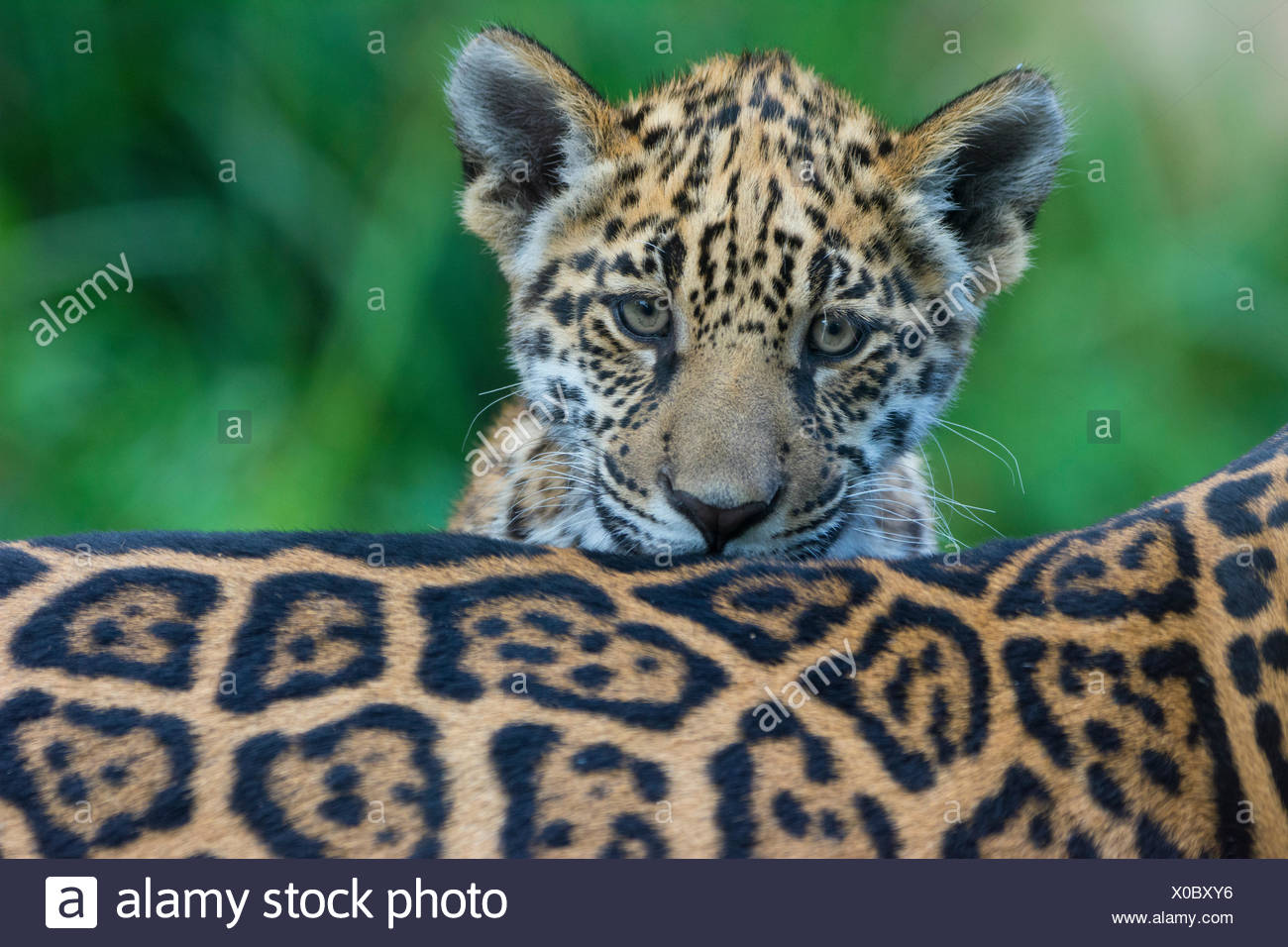 Big Ear Animals High Resolution Stock Photography and Images - Alamy