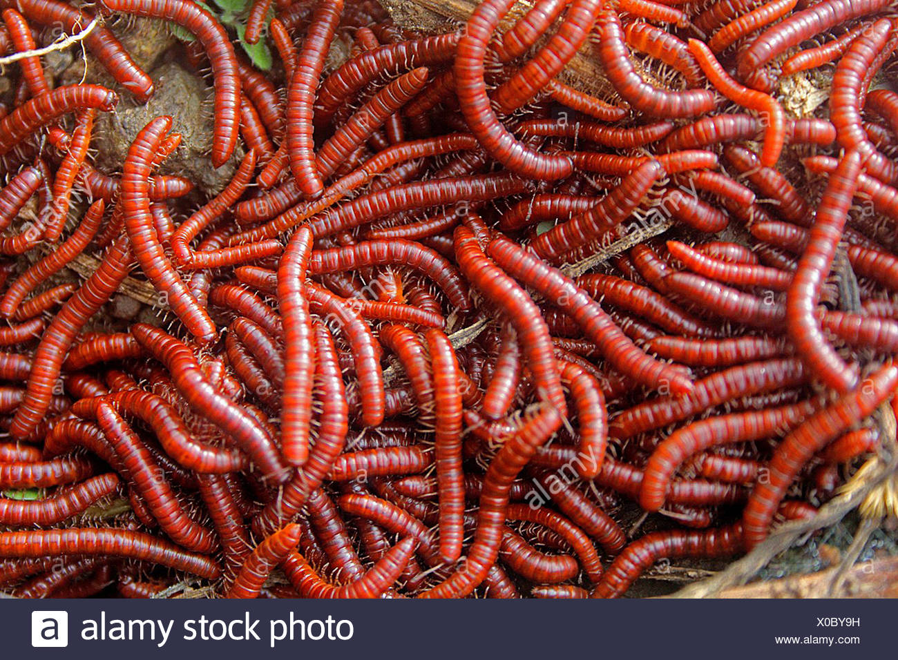 Millipede Coil High Resolution Stock Photography and Images - Alamy