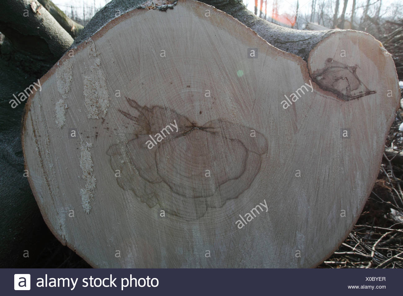 Cross Section Through Trunk High Resolution Stock Photography and ...