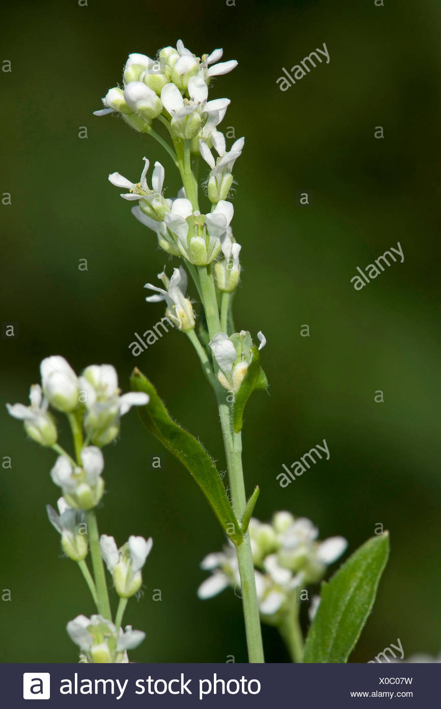 Lepidium Stock Photos & Lepidium Stock Images - Alamy