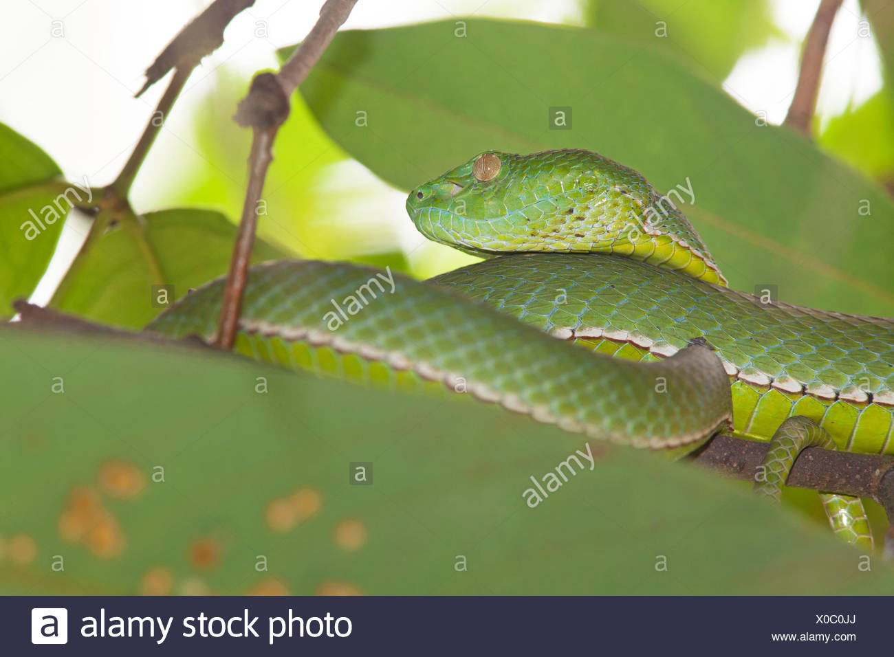 Pit_viper High Resolution Stock Photography and Images - Alamy