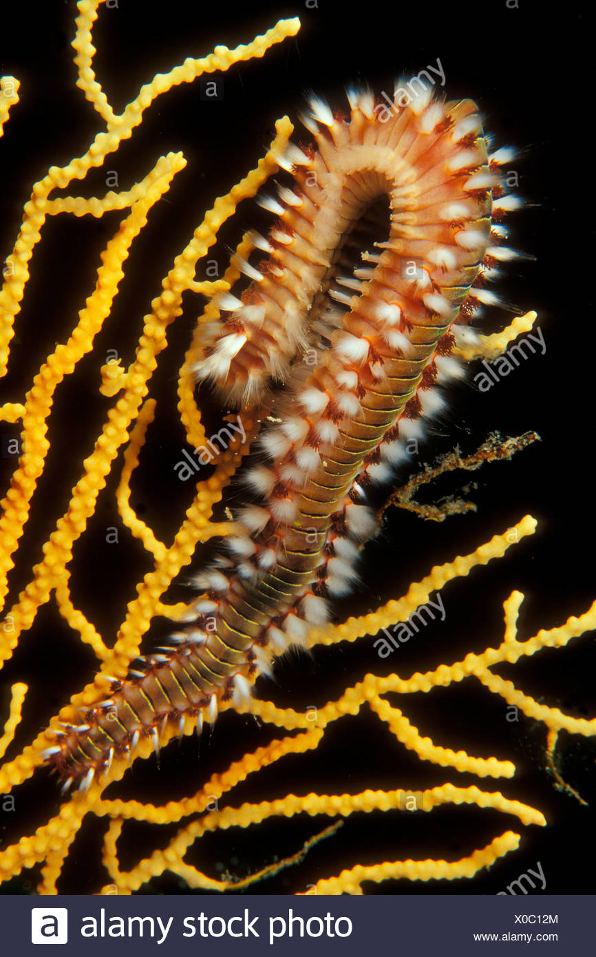 Gulf Fire Worm High Resolution Stock Photography and Images - Alamy