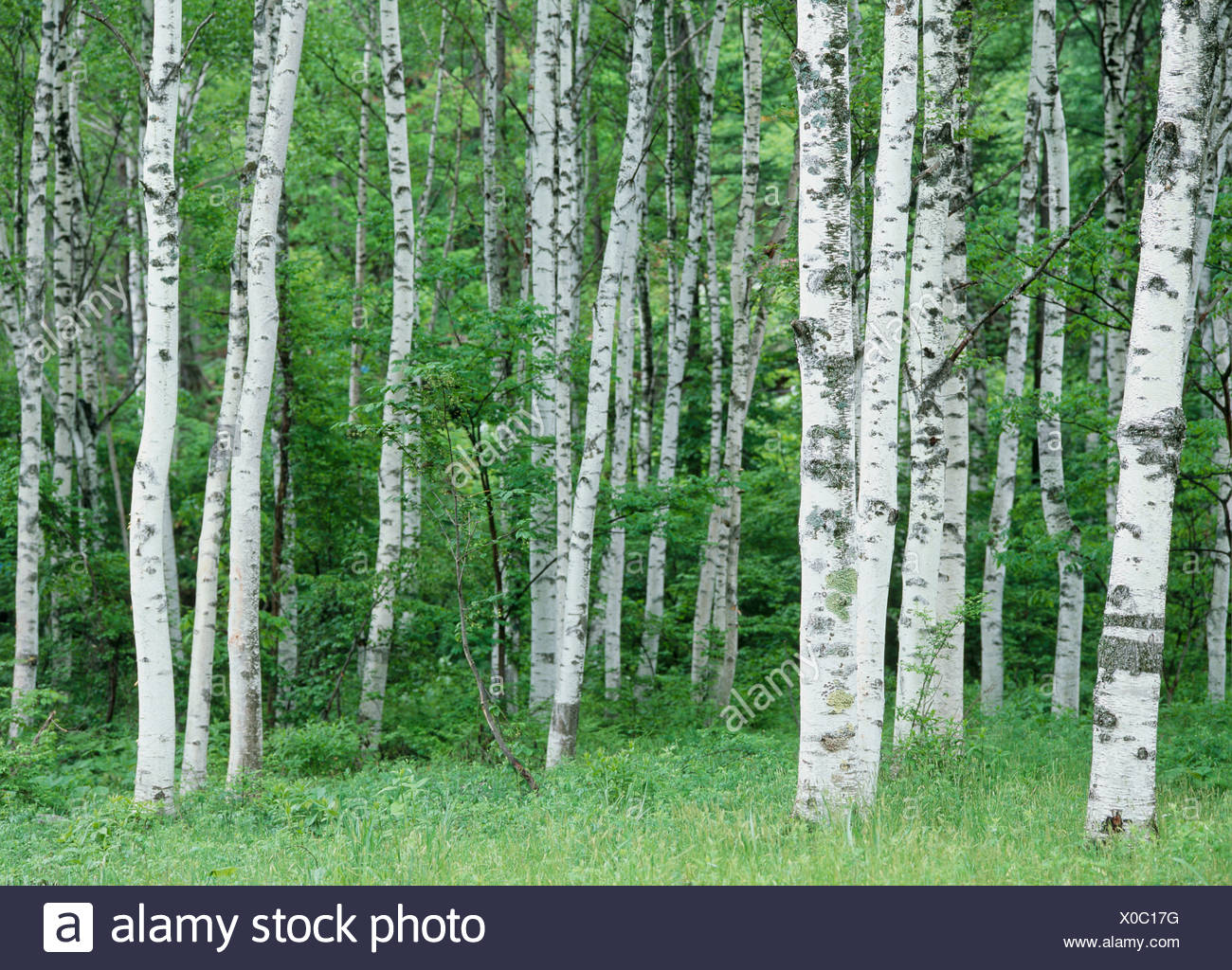 Japanese White Birch Stock Photos & Japanese White Birch Stock Images ...
