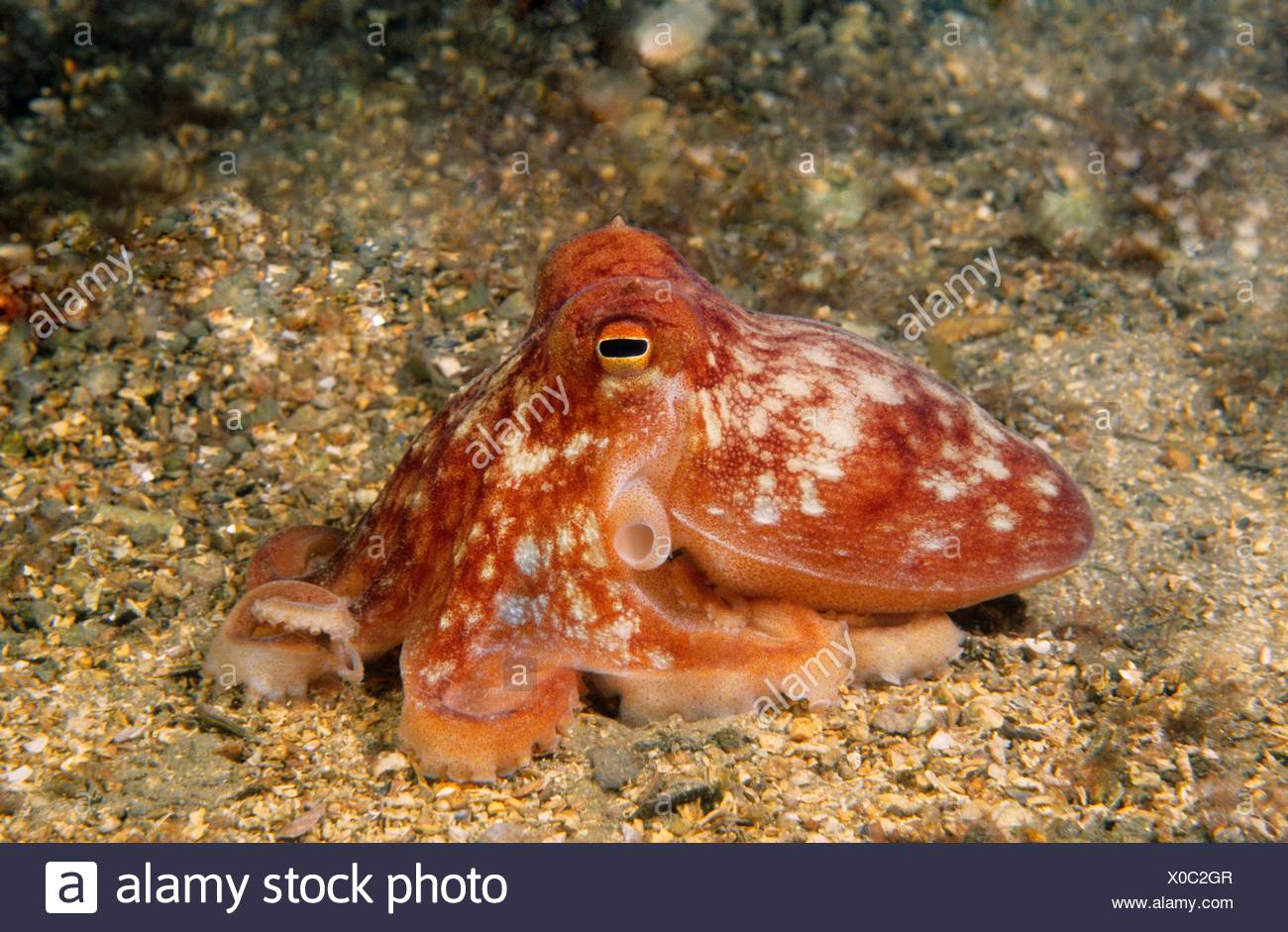 Lesser Octopus High Resolution Stock Photography and Images - Alamy