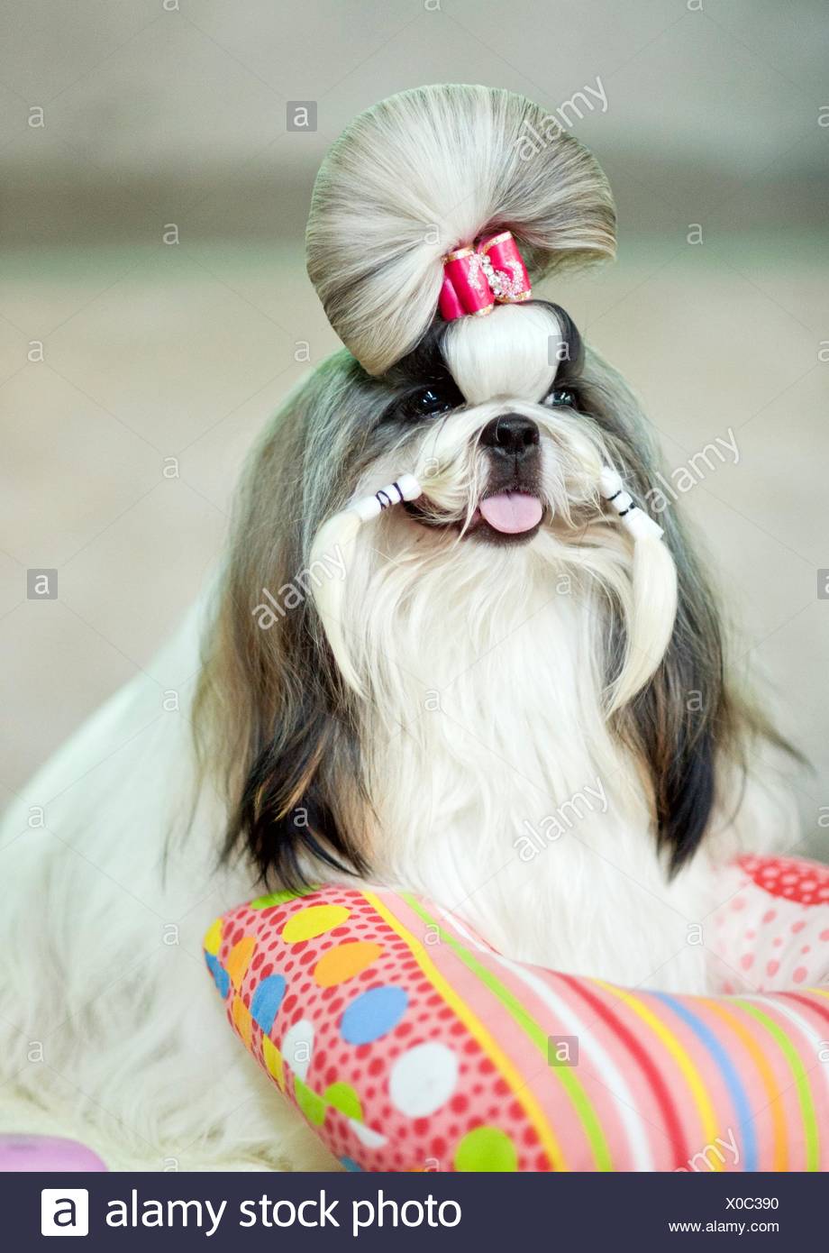 Shizu High Resolution Stock Photography and Images - Alamy