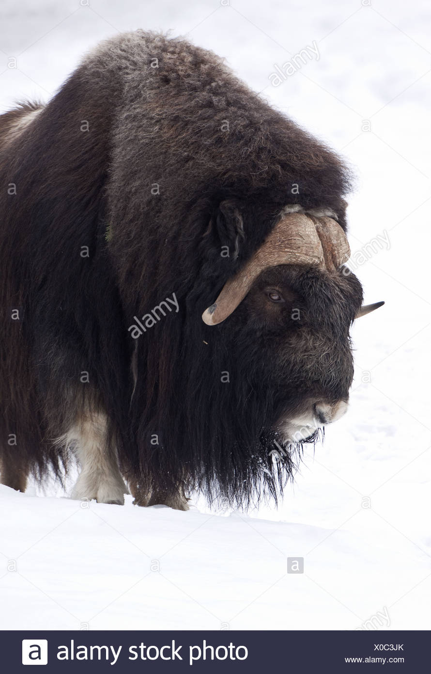 Moschustier High Resolution Stock Photography and Images - Alamy