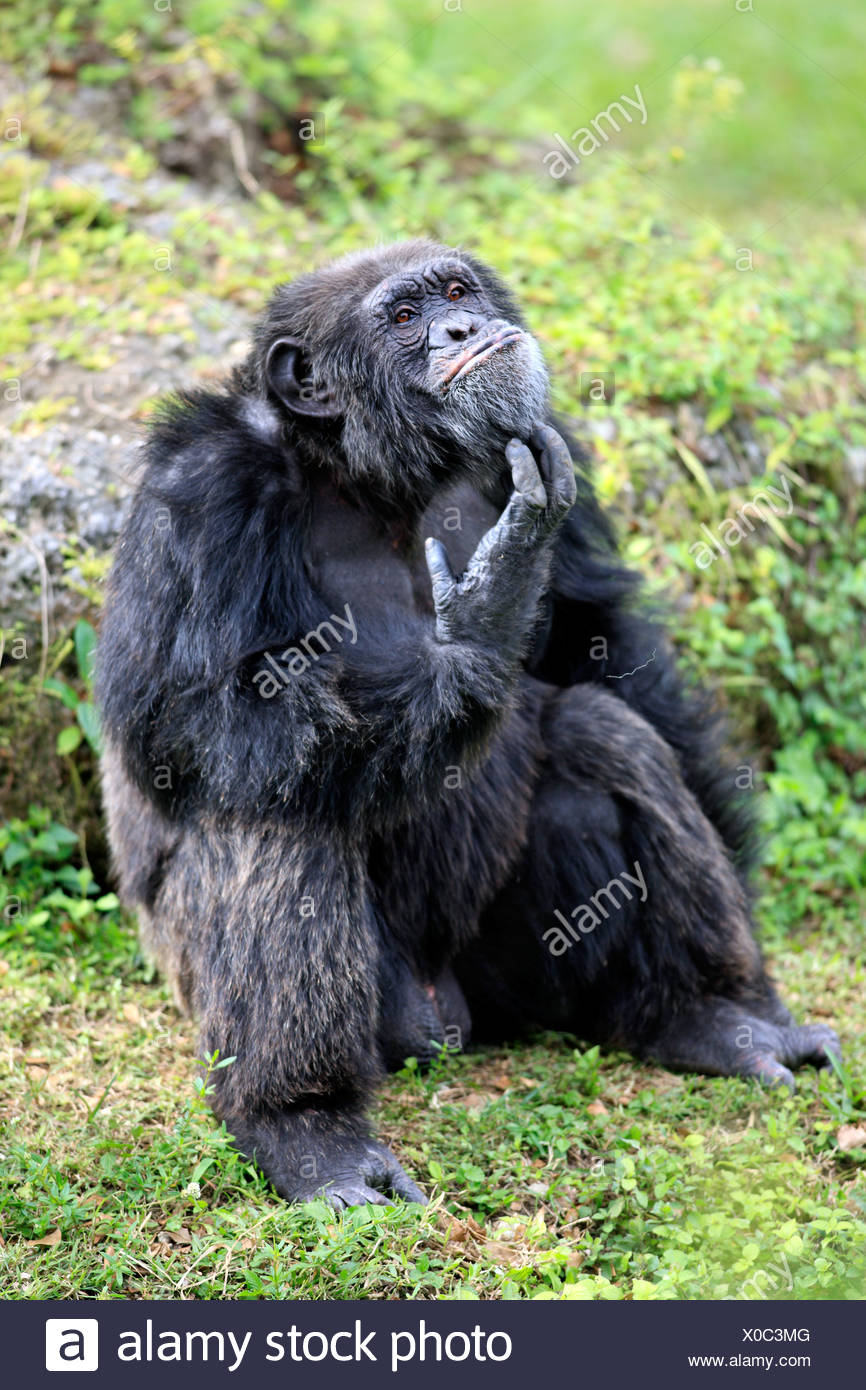 Chin Scratch High Resolution Stock Photography and Images - Alamy