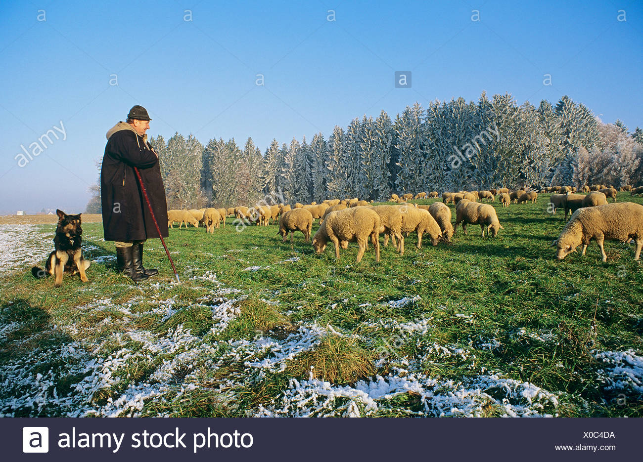 Sheperd Sheep High Resolution Stock Photography and Images - Alamy