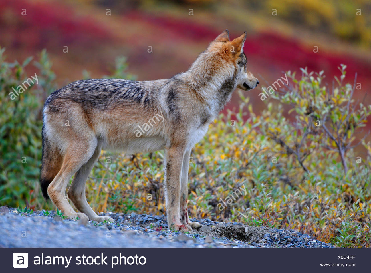 Mackenzie Wolves High Resolution Stock Photography and Images - Alamy