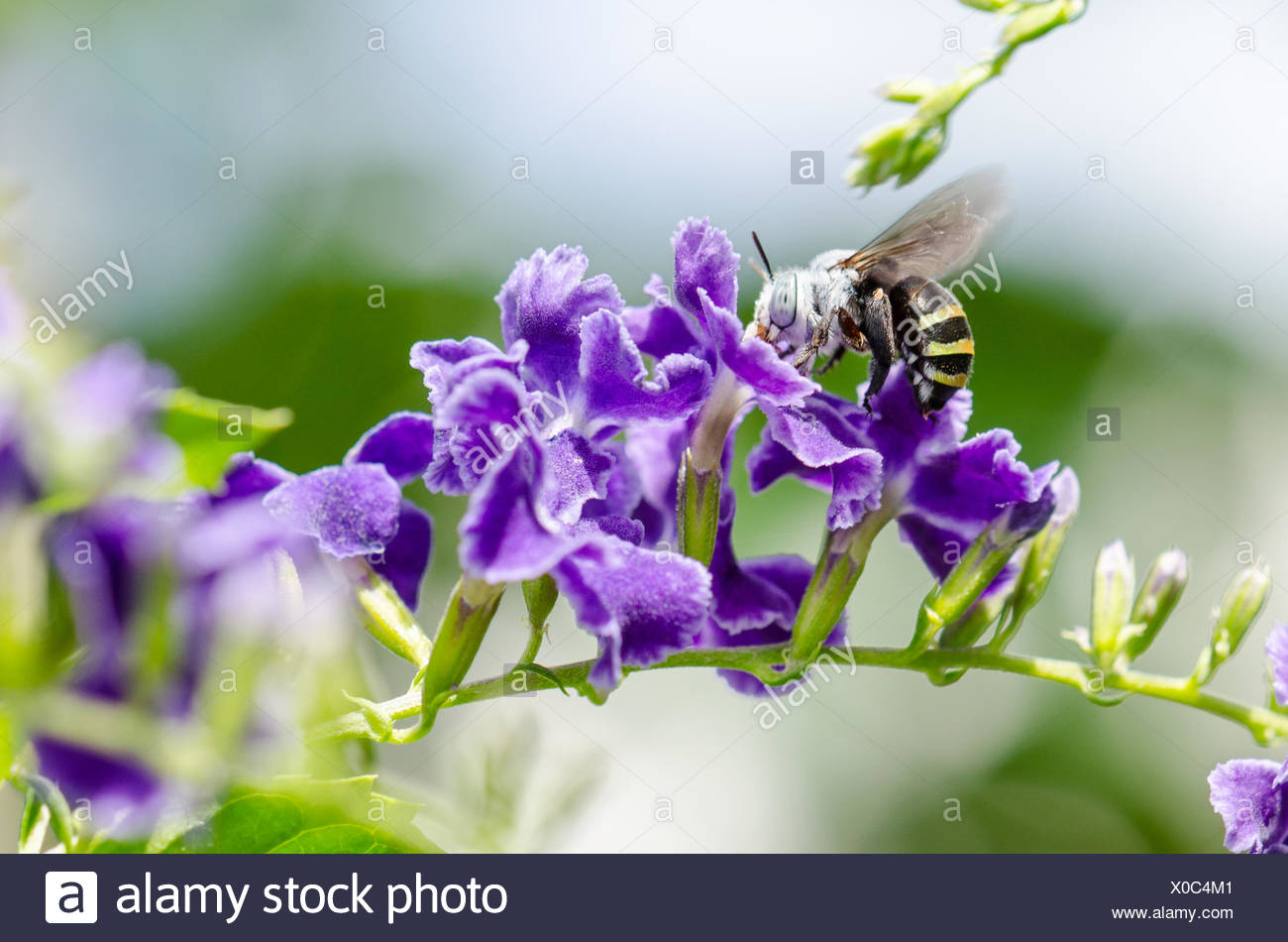 Digger Bees High Resolution Stock Photography and Images - Alamy
