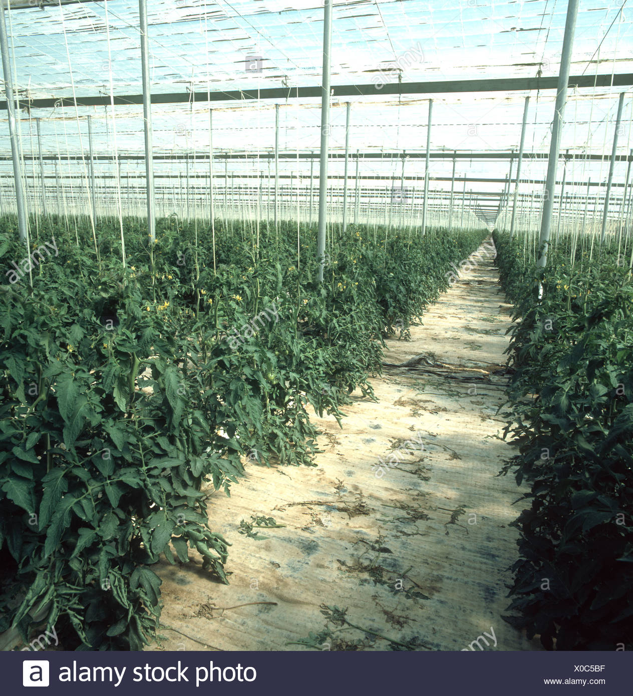 Hydroponics Tomato Greenhouse Glasshouse Stock Photos & Hydroponics ...