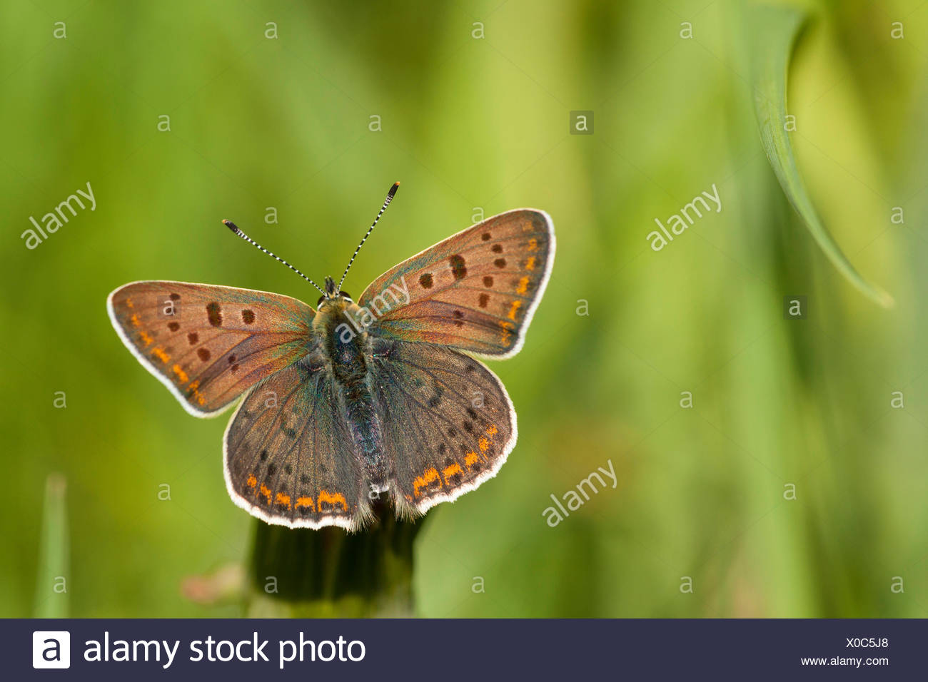 German Fauna High Resolution Stock Photography and Images - Alamy