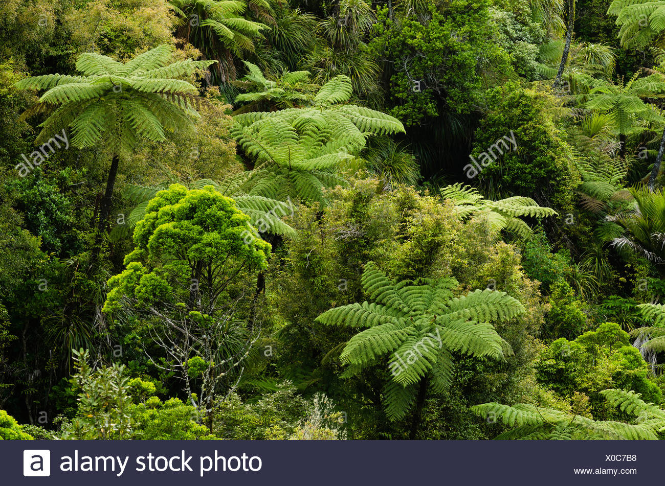 Tree Ferns New Zealand High Resolution Stock Photography and Images - Alamy