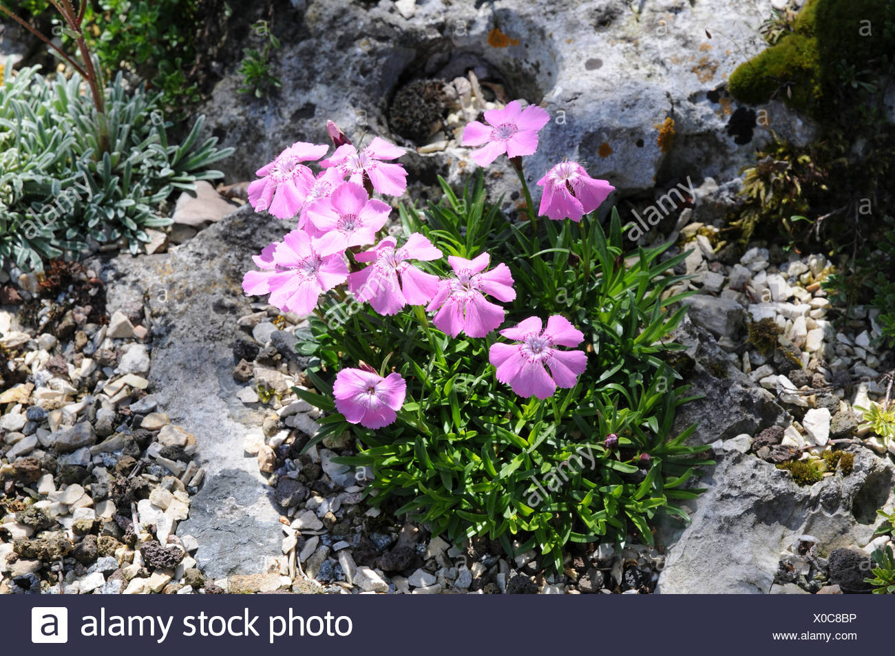 Dianthus Alpinus High Resolution Stock Photography and Images - Alamy