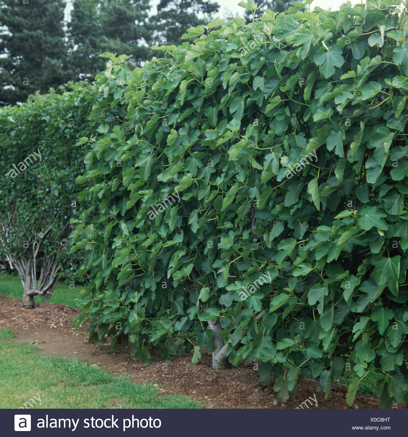 Training Espalier Of Fig Tree Ficus Carica Tas013037 High Resolution ...