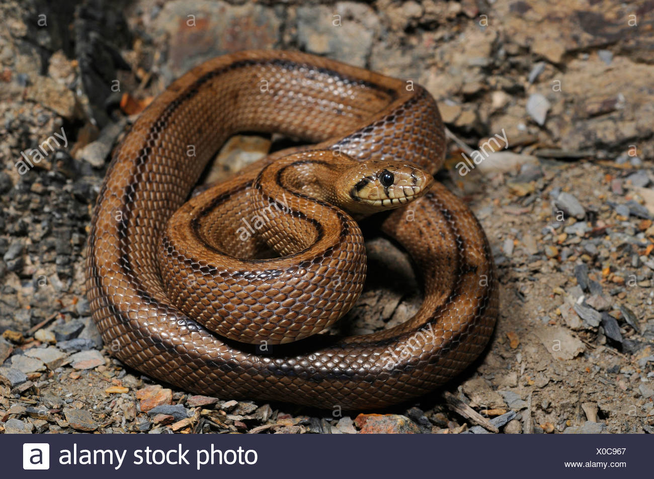Ladder Snake Stock Photos & Ladder Snake Stock Images - Alamy