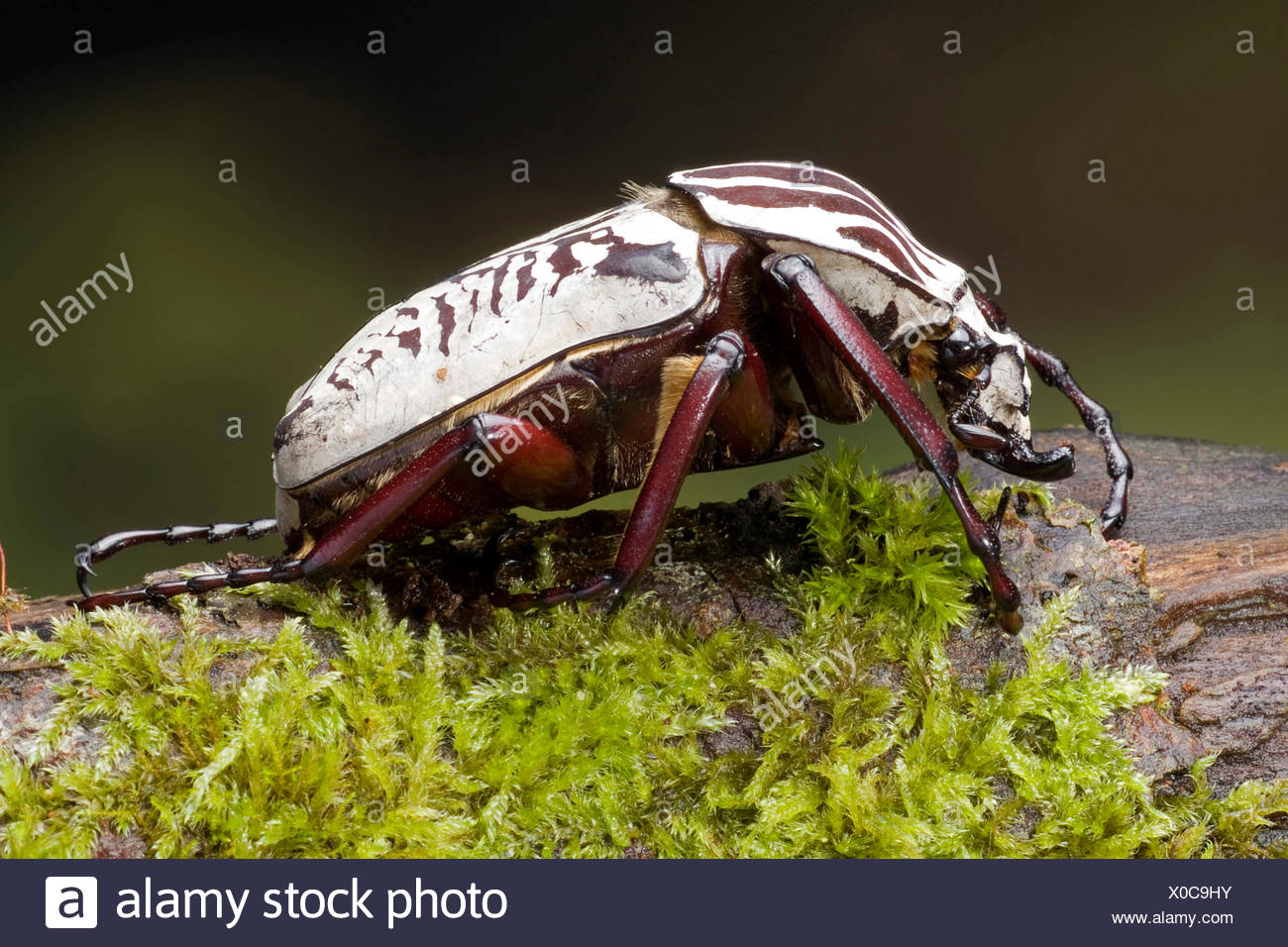 Goliath Beetle Stock Photos & Goliath Beetle Stock Images - Alamy