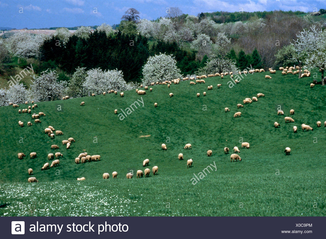 Aerial View Herd Sheep High Resolution Stock Photography and Images - Alamy