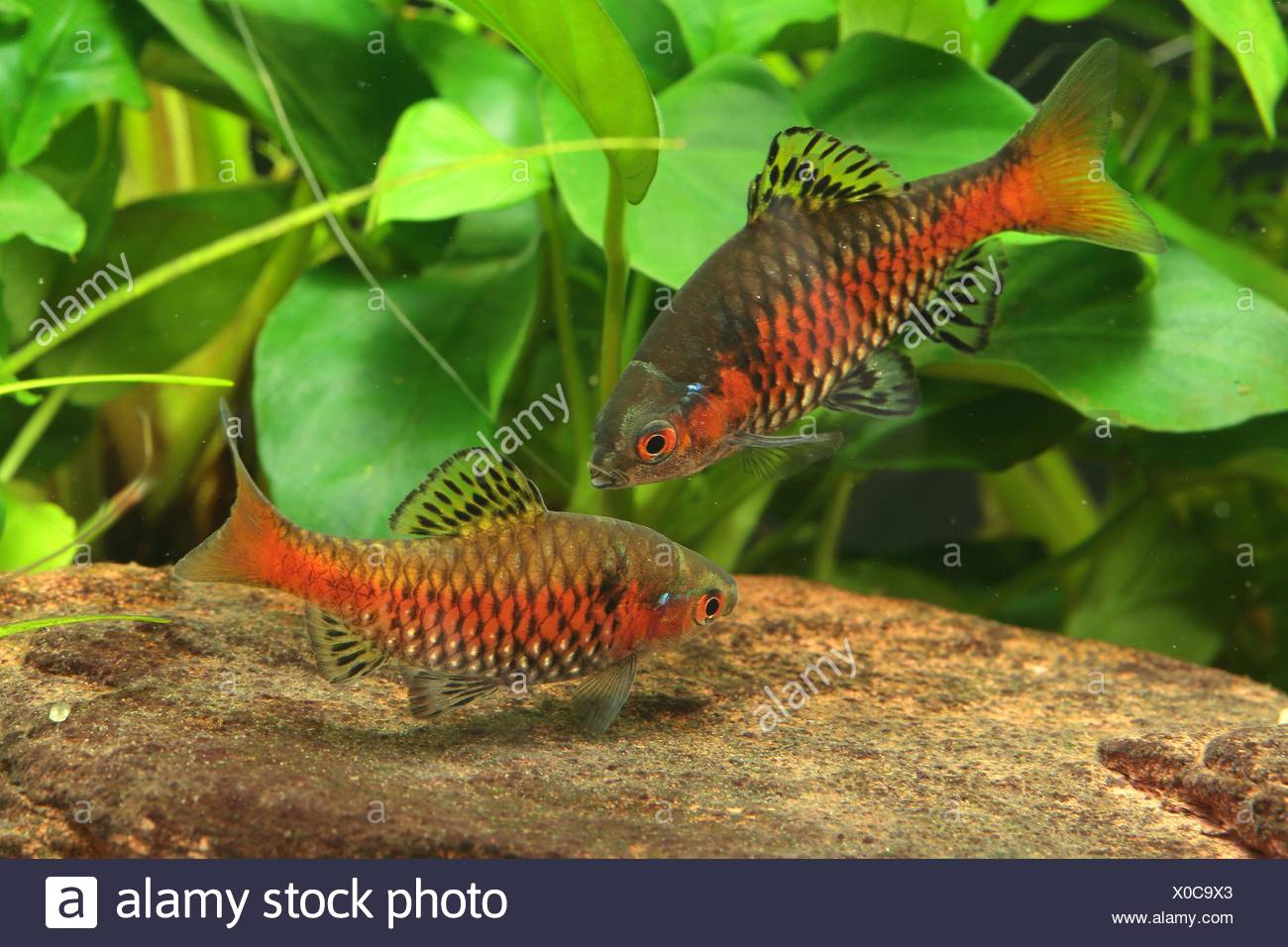 Ticto High Resolution Stock Photography and Images - Alamy