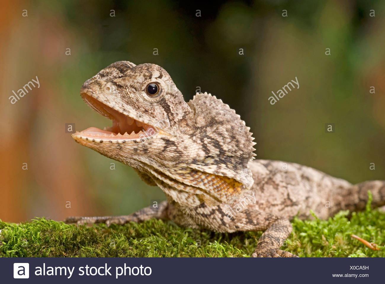 Lizards Frilled Not Grilled High Resolution Stock Photography and ...