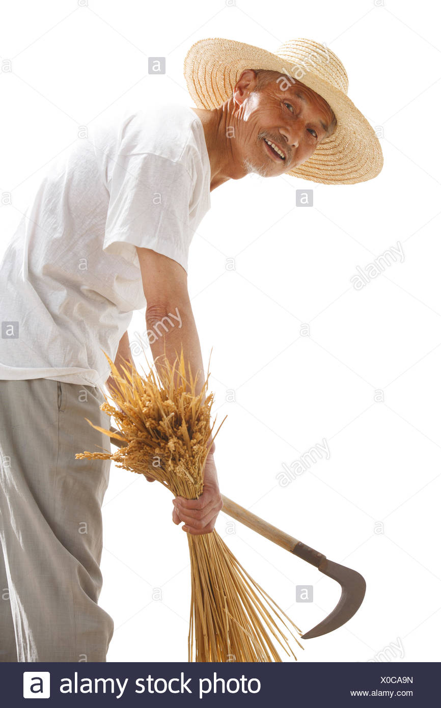 Farmers Harvesting Wheat Stock Photos & Farmers Harvesting Wheat Stock ...