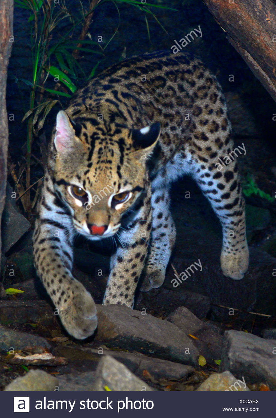 Ocelot Felis High Resolution Stock Photography and Images - Alamy
