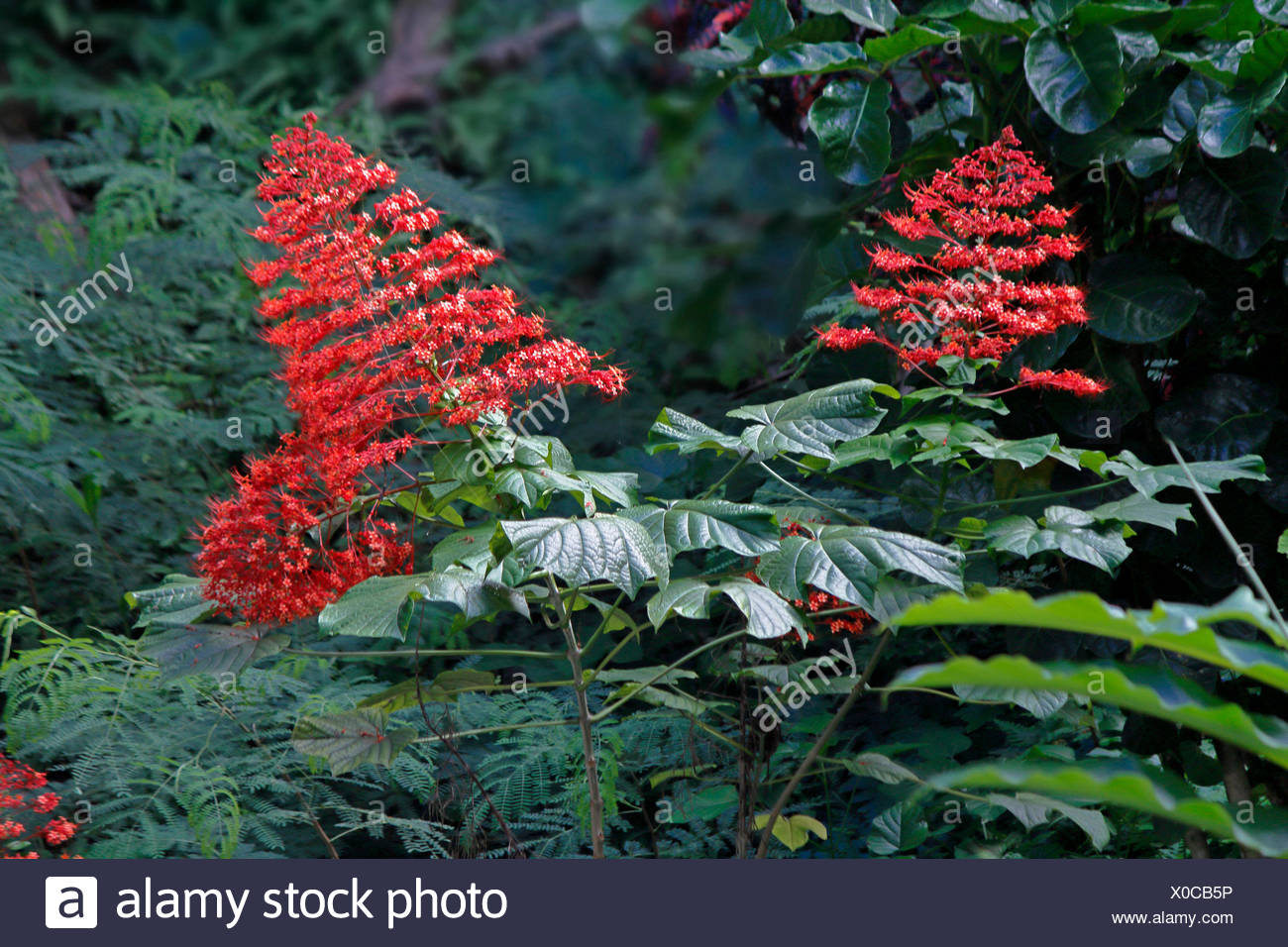 Clerodendrum Paniculatum High Resolution Stock Photography and Images ...