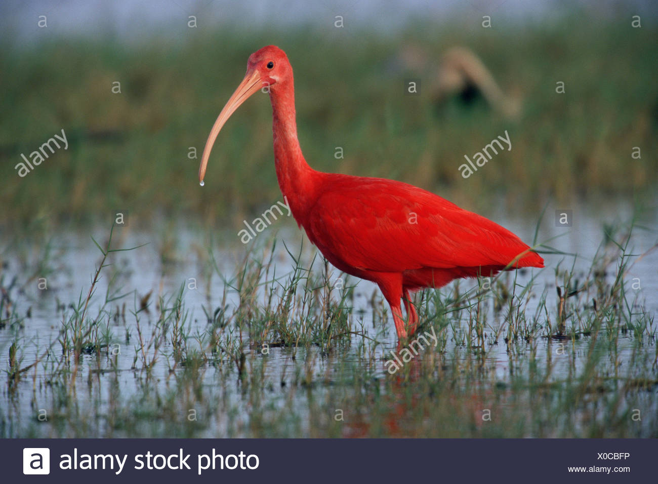Scarlet Ibis High Resolution Stock Photography and Images - Alamy