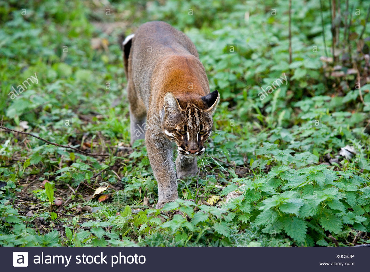 Pardofelis Temminckii Stock Photos & Pardofelis Temminckii Stock Images ...