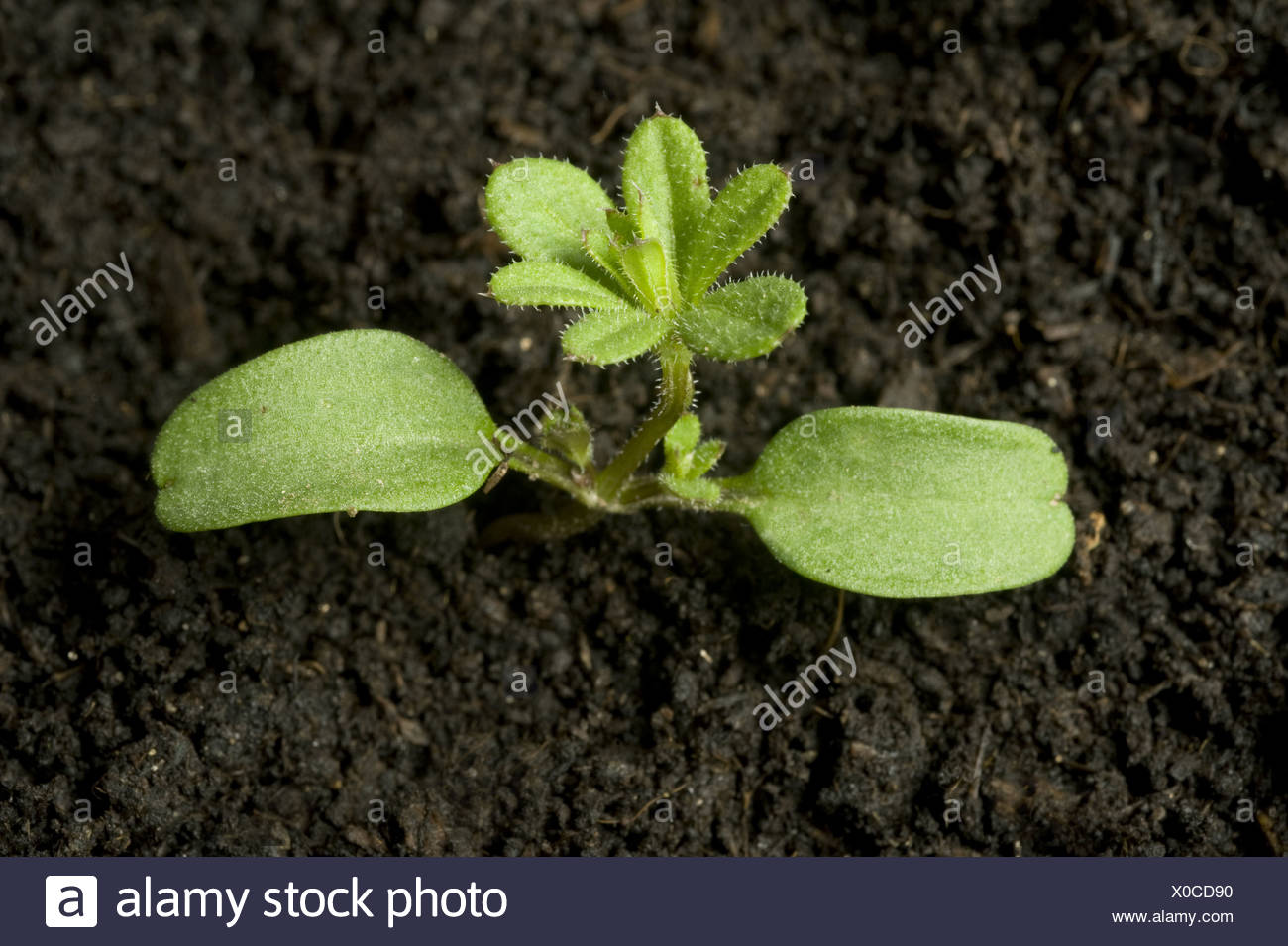 Seedling Cleavers Goosegrass High Resolution Stock Photography and ...
