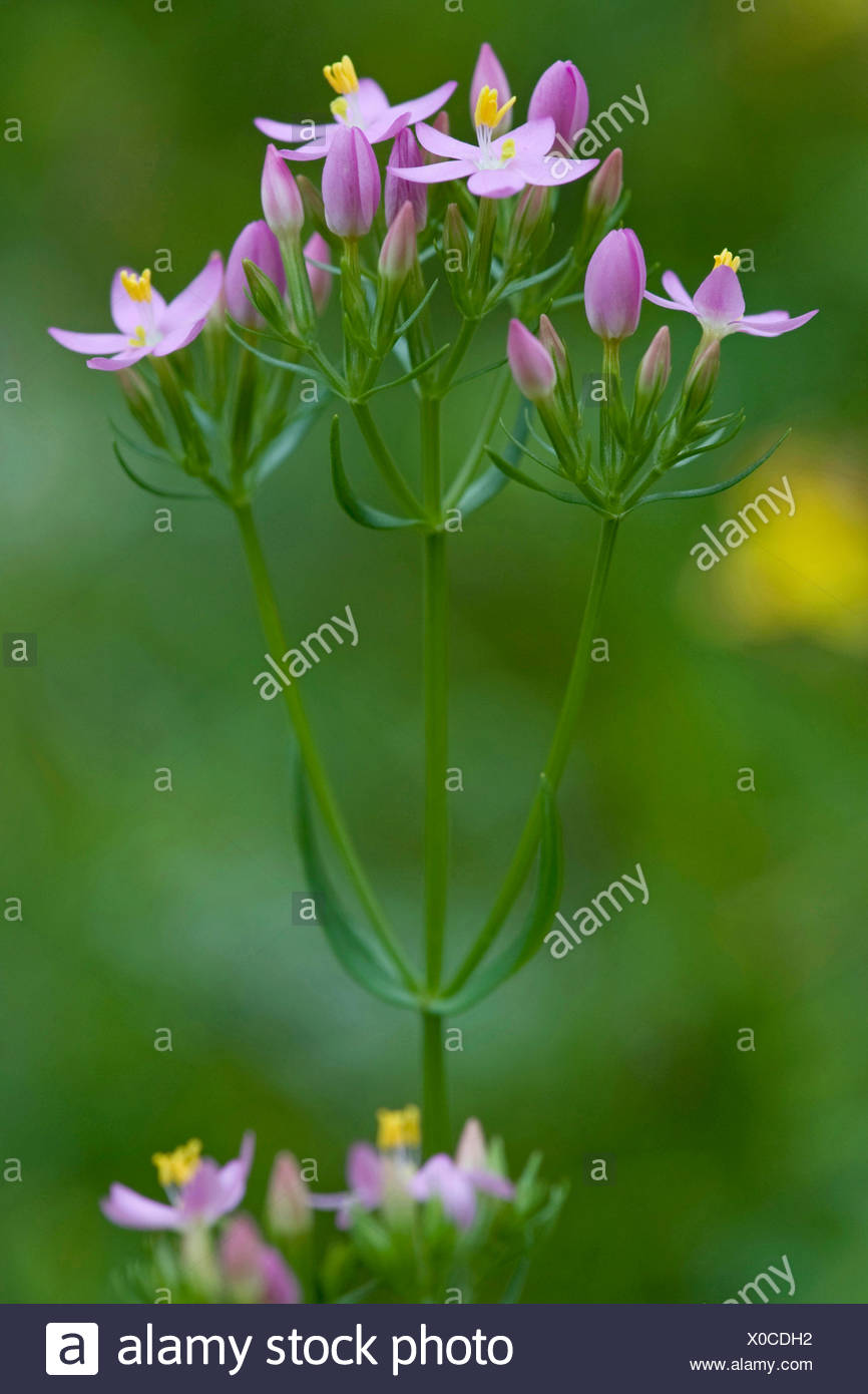 Common Centaury High Resolution Stock Photography and Images - Alamy