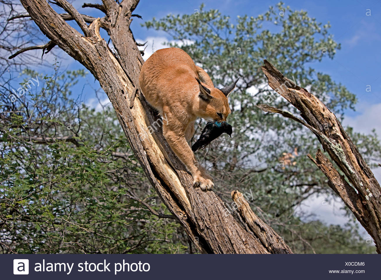 Caracal Hunting High Resolution Stock Photography and Images - Alamy