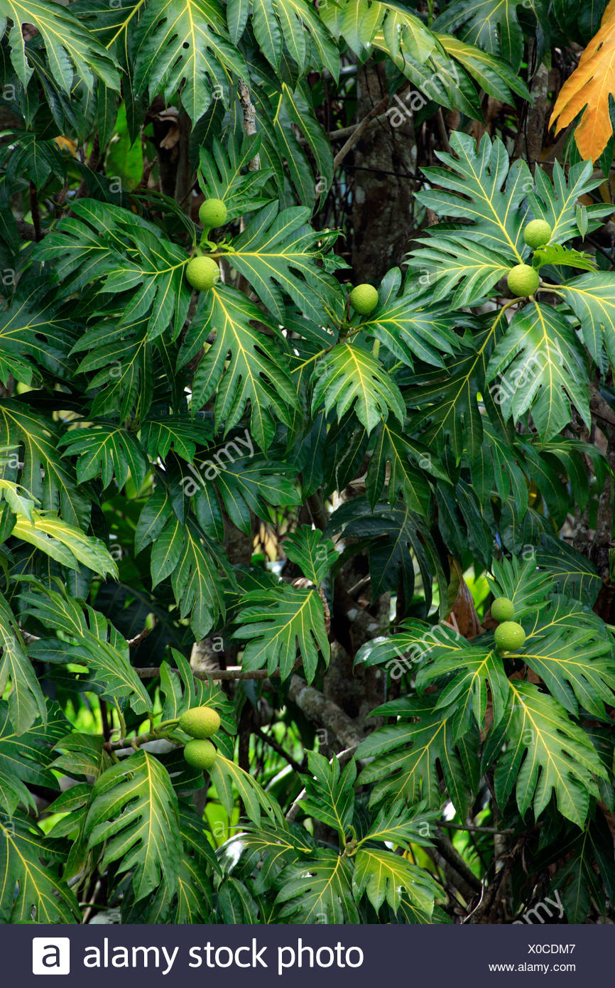 Breadnut High Resolution Stock Photography and Images - Alamy