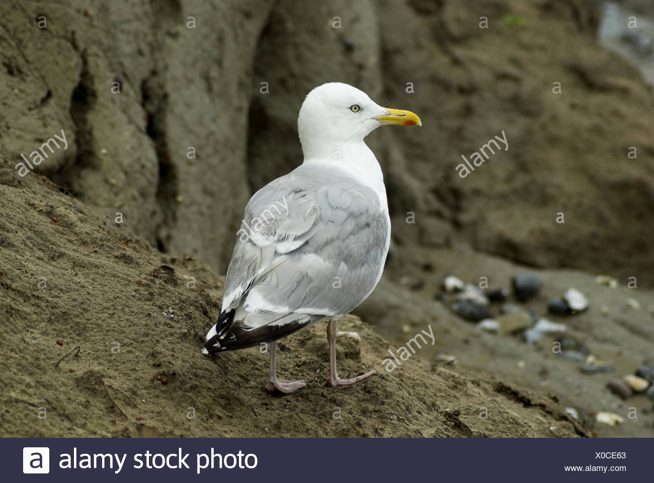 Laridae Stock Photos & Laridae Stock Images - Alamy
