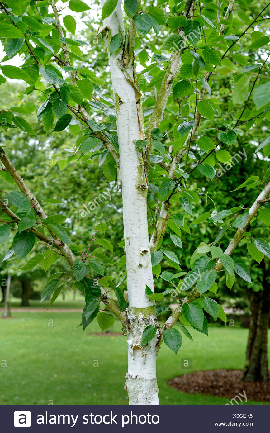 Doorenbos Stock Photos & Doorenbos Stock Images - Alamy