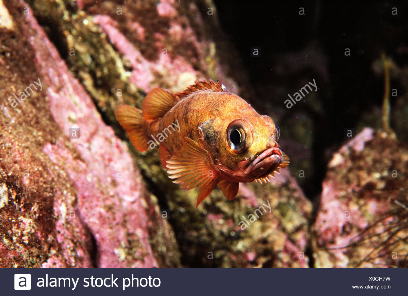 Viviparus Stock Photos & Viviparus Stock Images - Alamy
