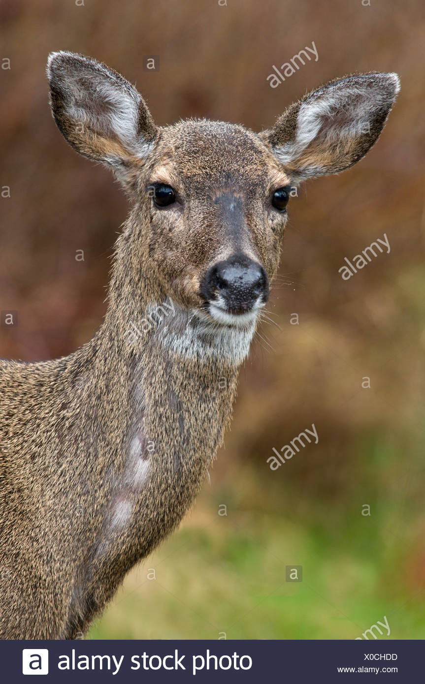 Female Deers High Resolution Stock Photography and Images - Alamy