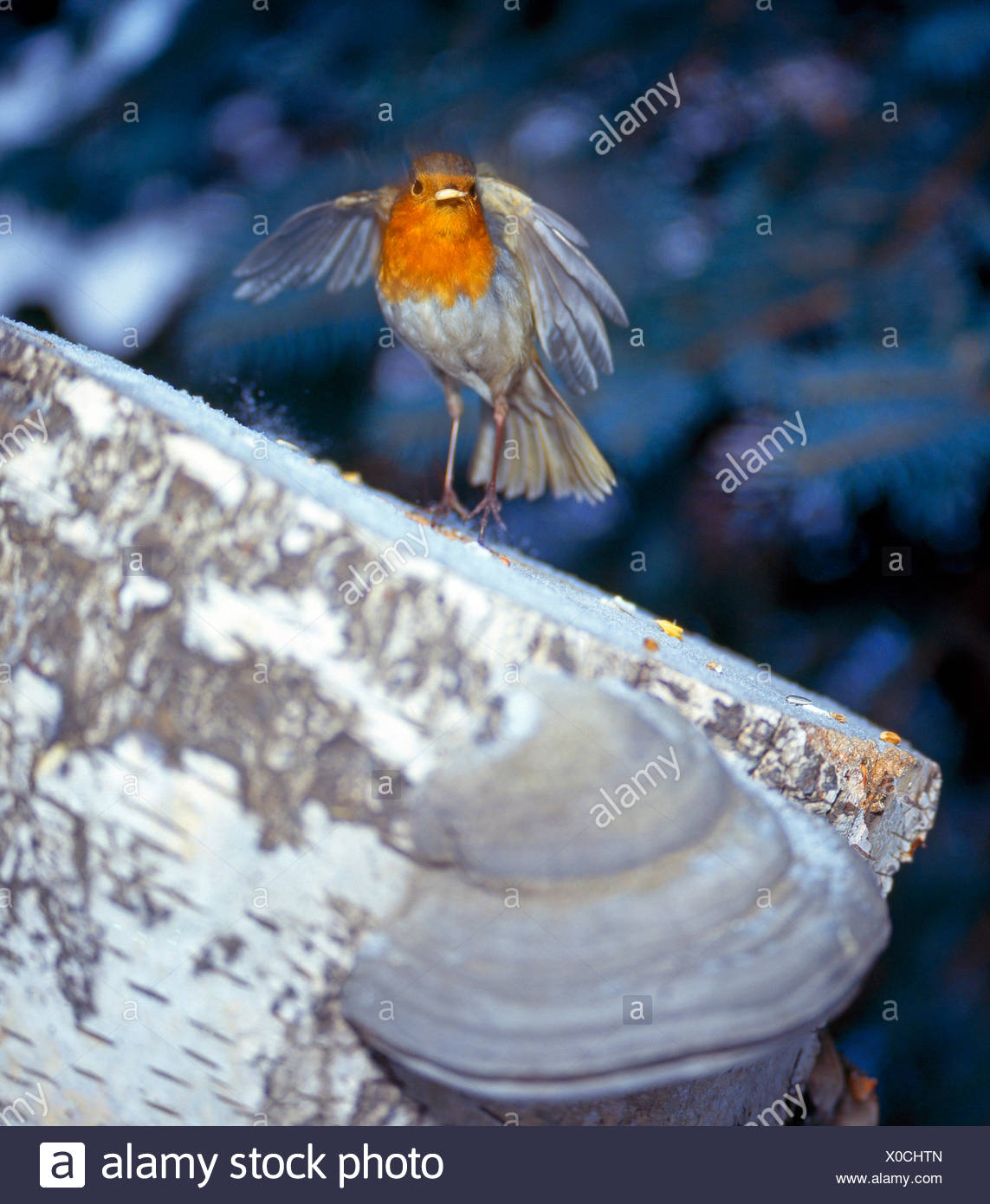 Robin Flying Stock Photos & Robin Flying Stock Images - Alamy