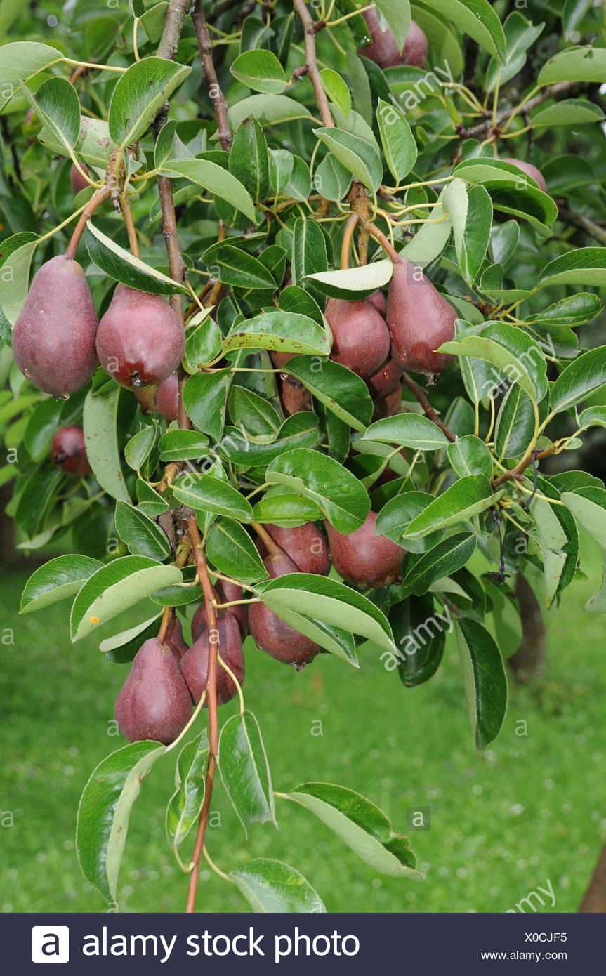 Williams Pears Pyrus Communis High Resolution Stock Photography and ...