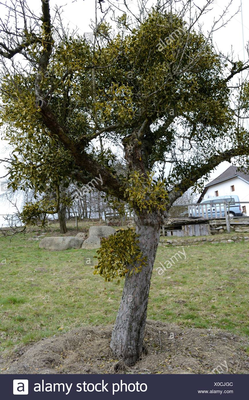Mistletoe Tree High Resolution Stock Photography and Images - Alamy
