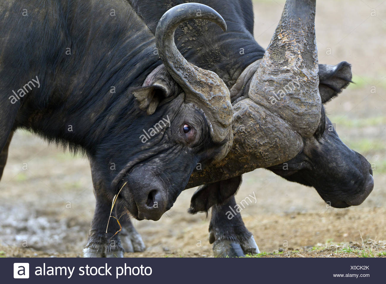 Male Buffaloes High Resolution Stock Photography and Images - Alamy