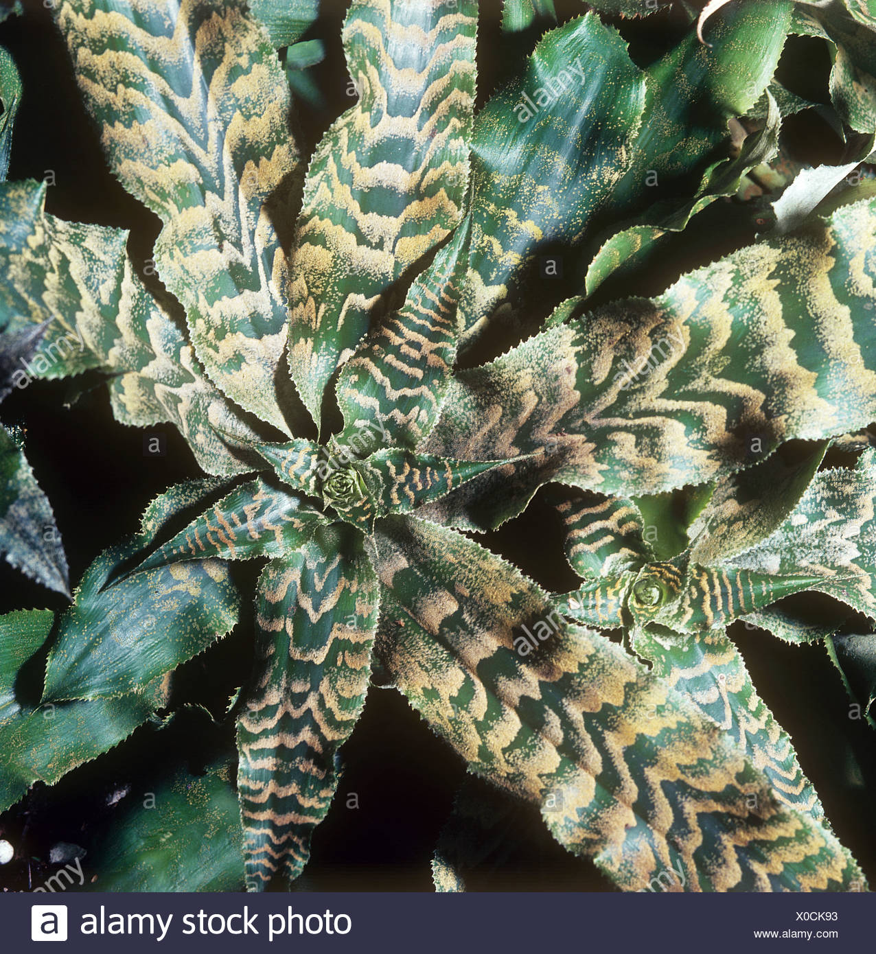 Zonatus High Resolution Stock Photography and Images - Alamy