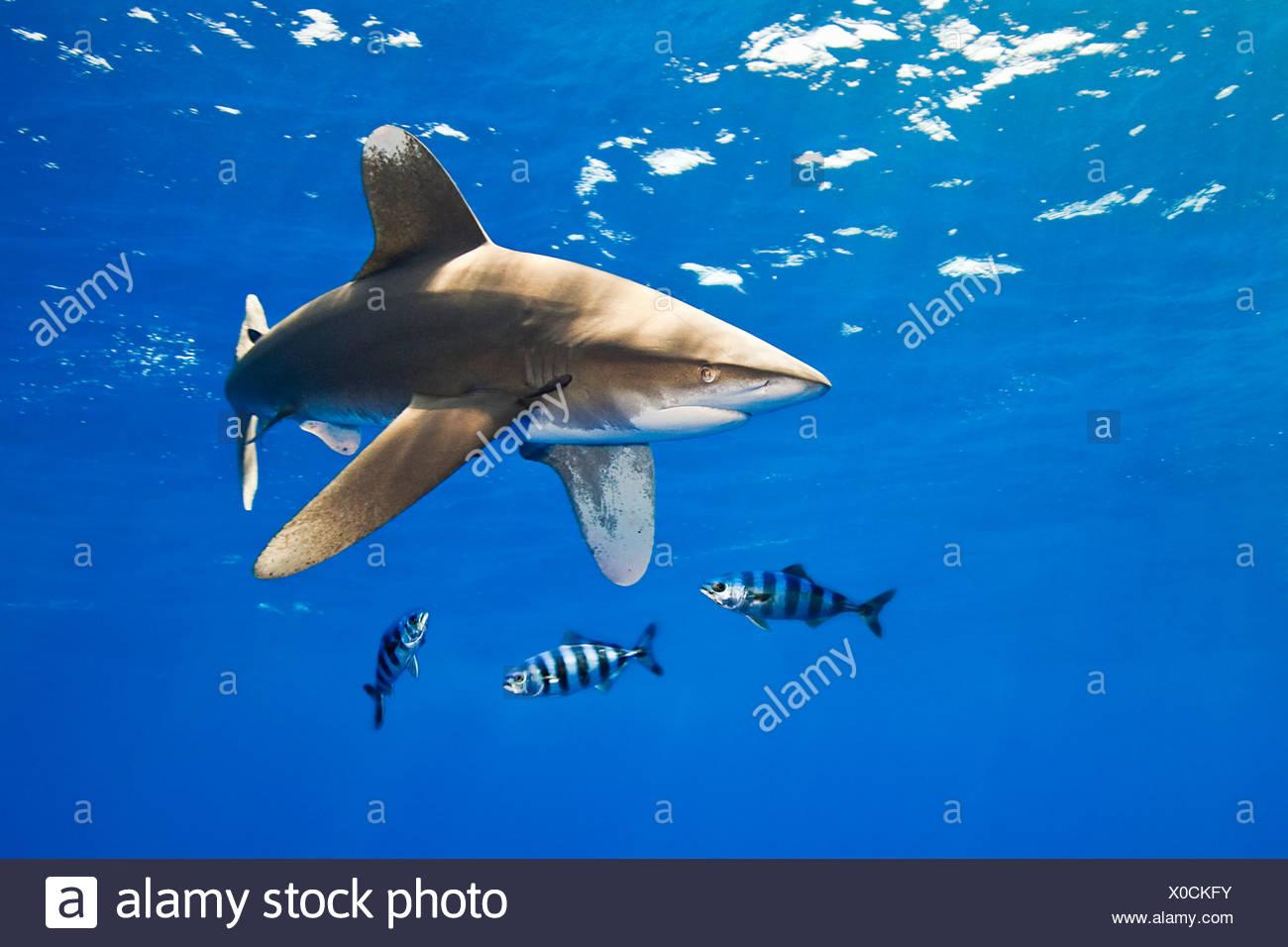 Pilotfishes High Resolution Stock Photography and Images - Alamy