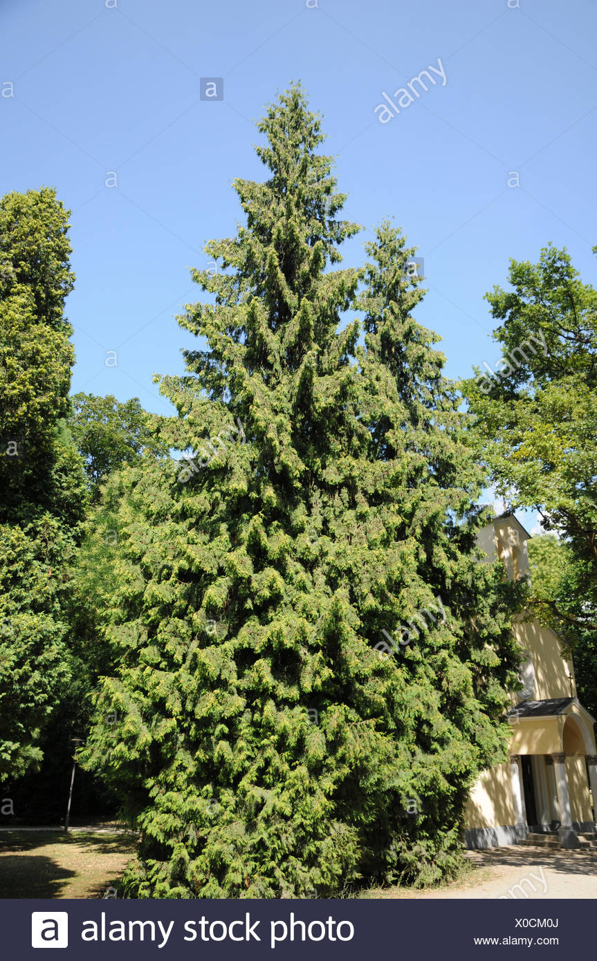 Northern White Cedar Tree High Resolution Stock Photography and Images ...