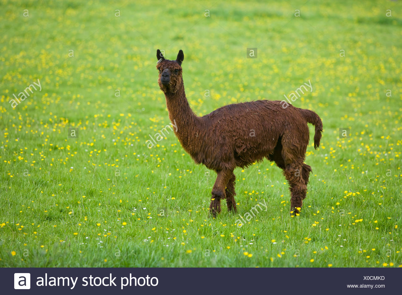 Brown Alpaca High Resolution Stock Photography and Images - Alamy