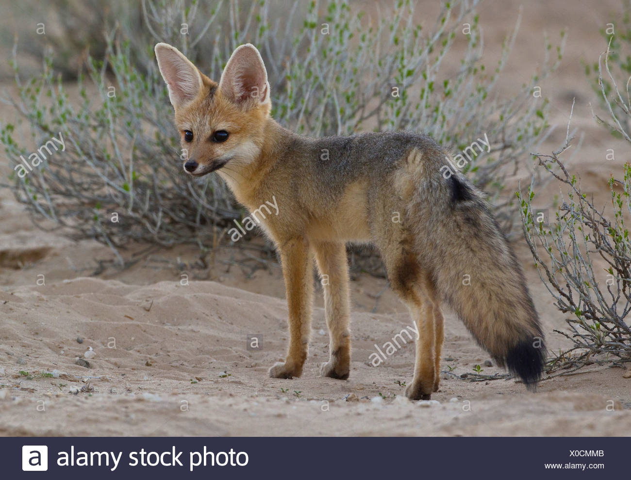 The Desert Fox High Resolution Stock Photography and Images - Alamy