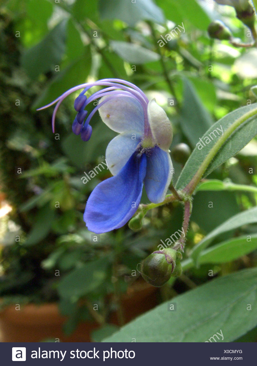 Blue Butterfly Bush Clerodendrum Ugandense High Resolution Stock ...