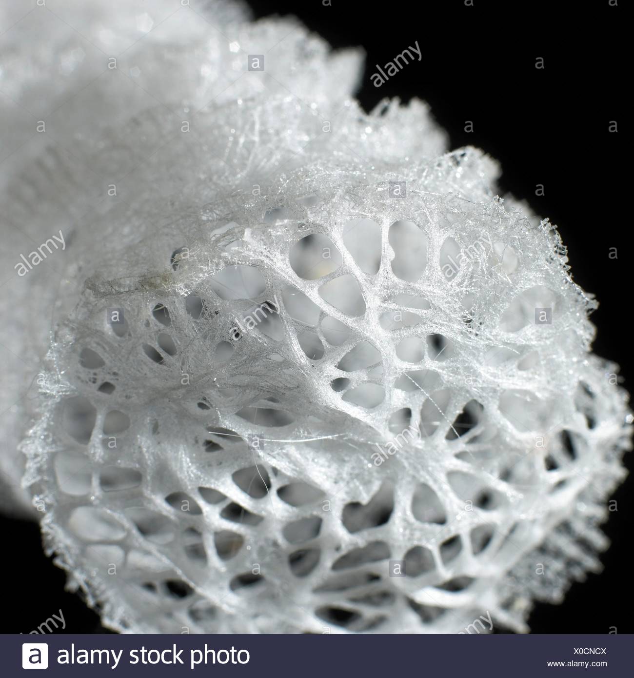 Euplectella High Resolution Stock Photography and Images - Alamy