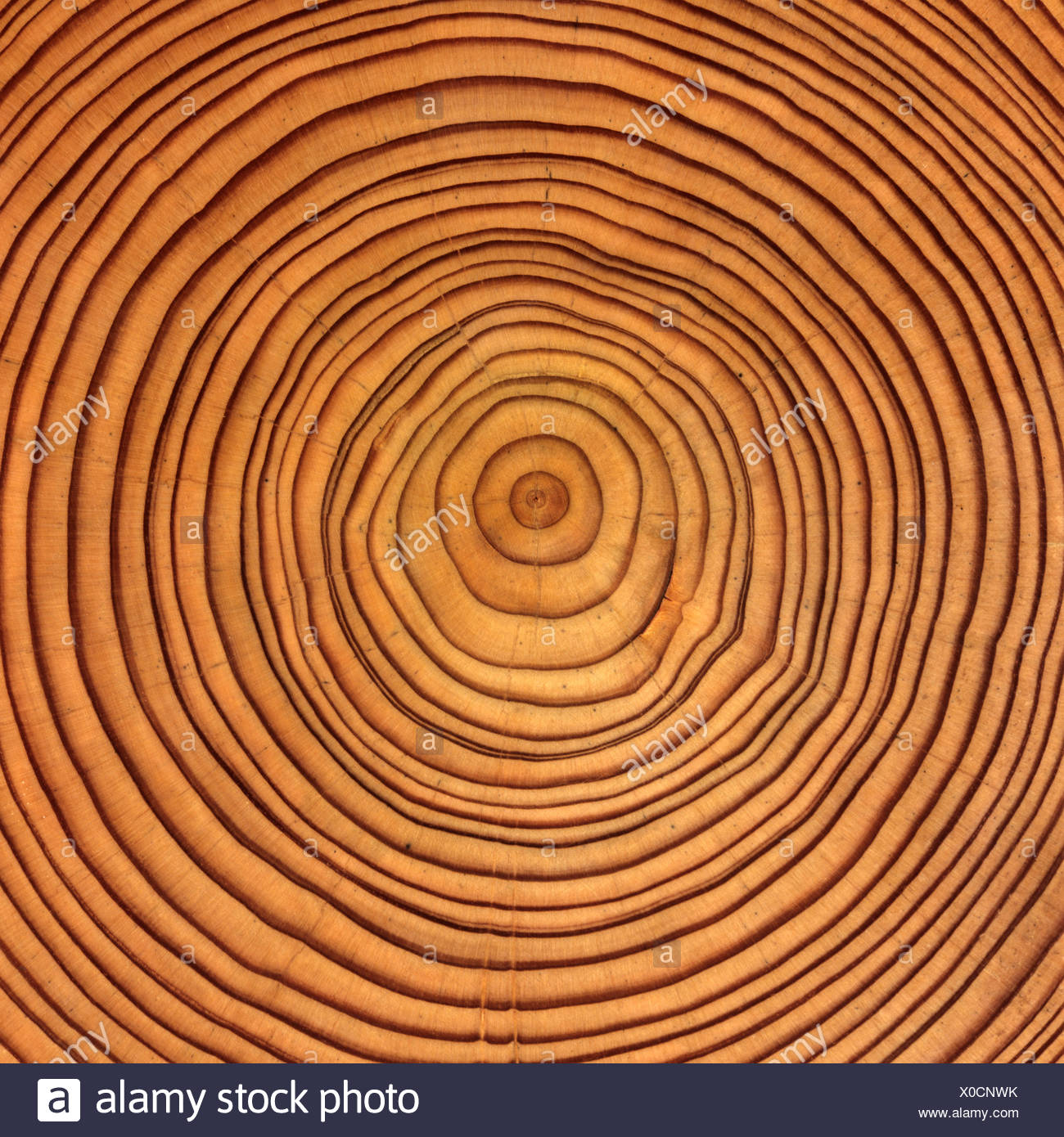 Jahresring Stock Photos & Jahresring Stock Images - Alamy